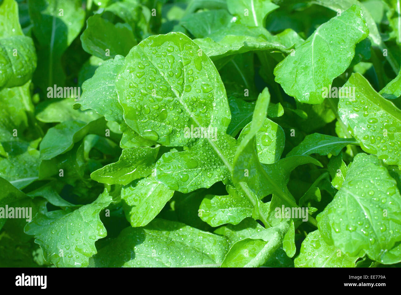 fresh arugula background Stock Photo - Alamy