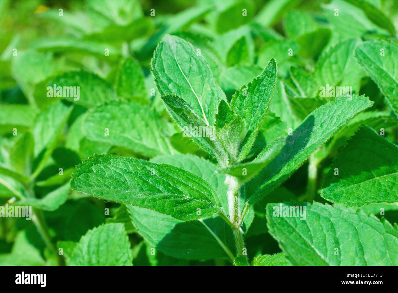 Closeup of fresh peppermint leaves Stock Photo - Alamy