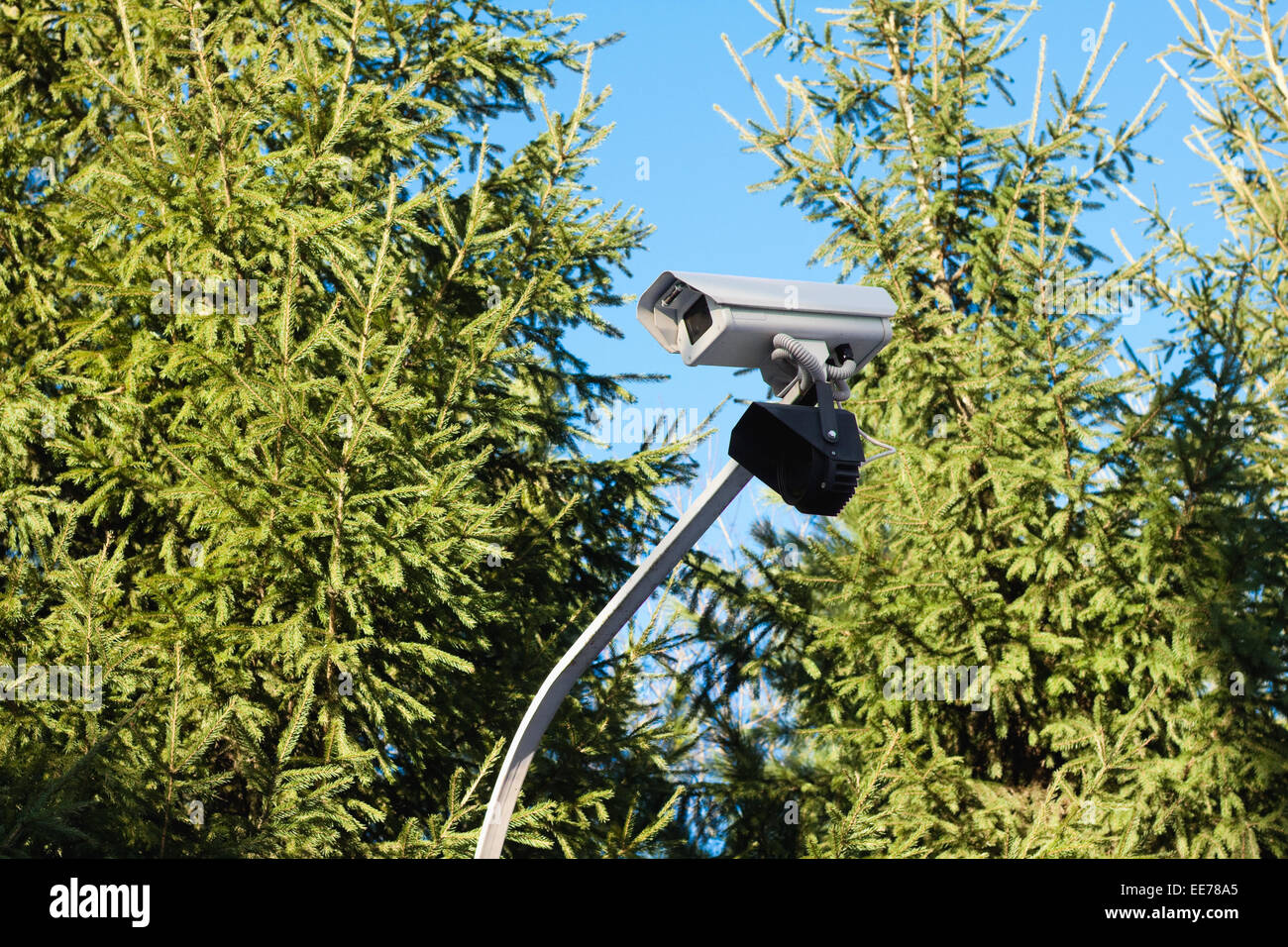 Tree supervise hi-res stock photography and images - Alamy