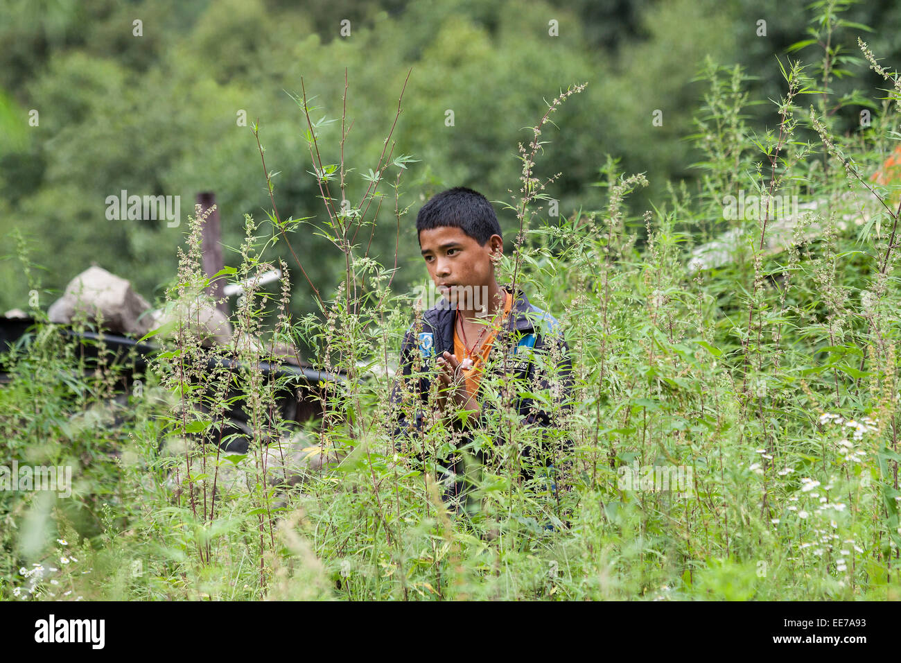 A boy making hand rub hash in the Himalayan Foothill region, India ...