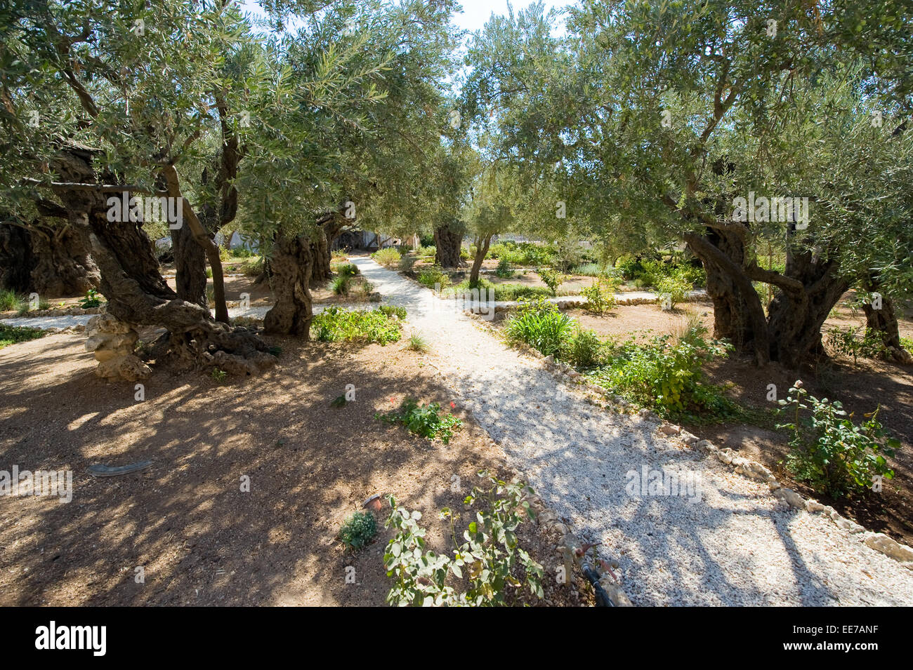 Old olive trees in the garden of Gethsemane on the mount of olives in ...