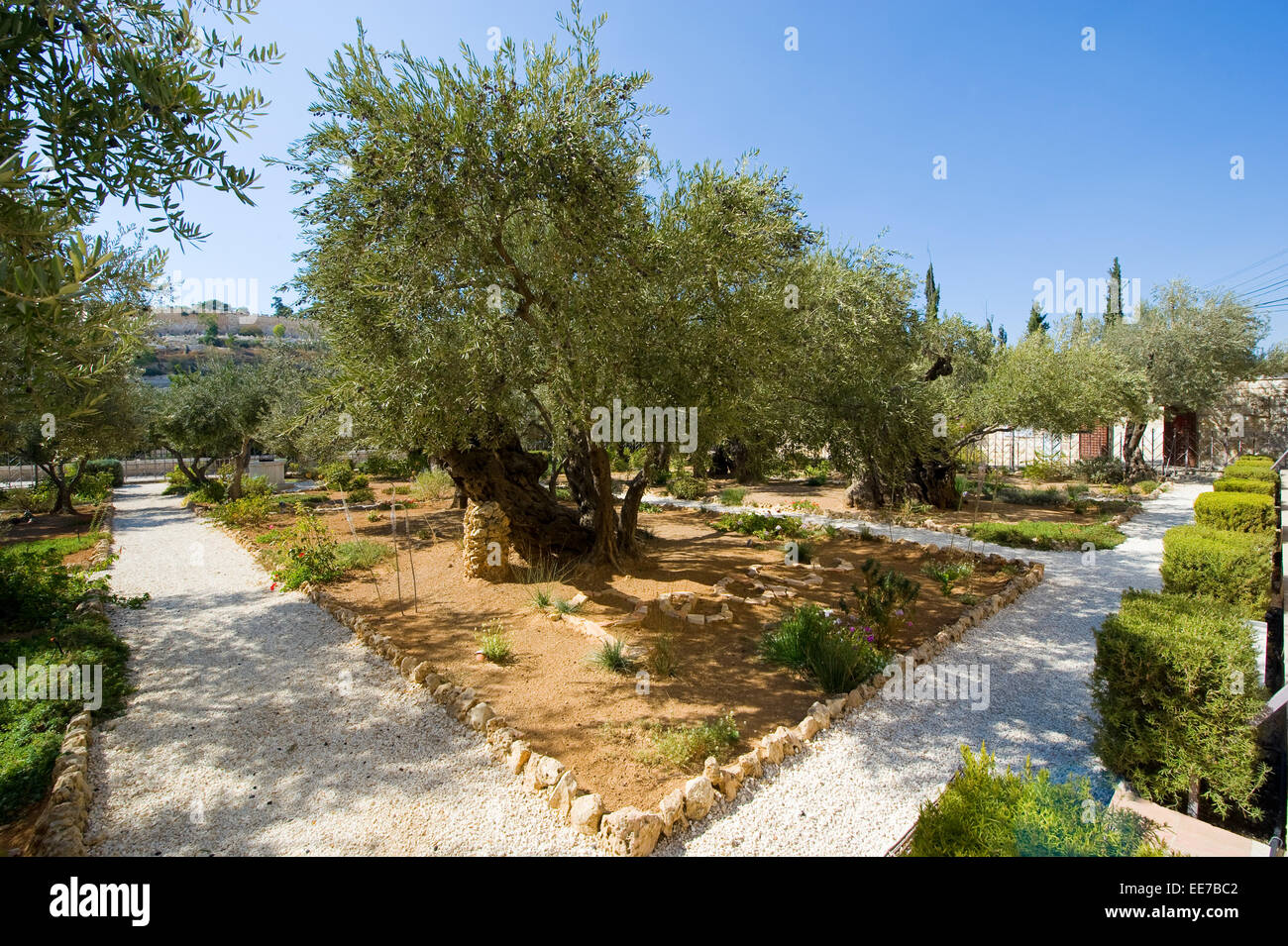 Old olive trees in the garden of Gethsemane on the mount of olives in ...