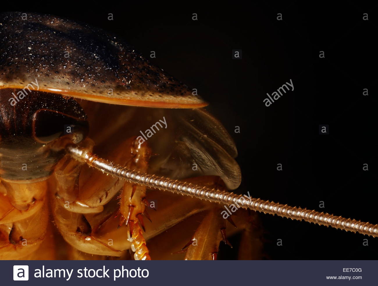 Cockroaches Stock Photos & Cockroaches Stock Images - Alamy