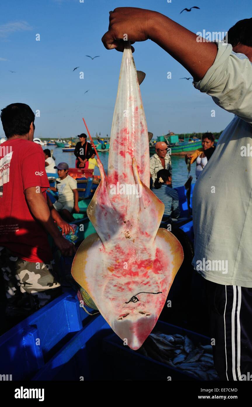 Manta ray peru hi-res stock photography and images - Alamy