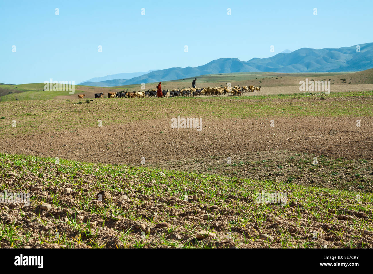 Shepherd and flock of sheep on plateau in Atlas mountains, Morocco ...