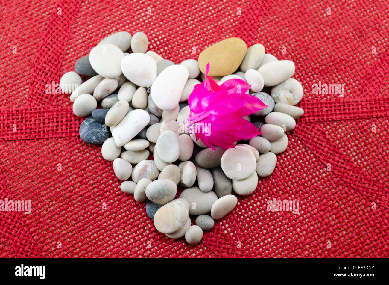 Pebbles flower hi-res stock photography and images - Alamy