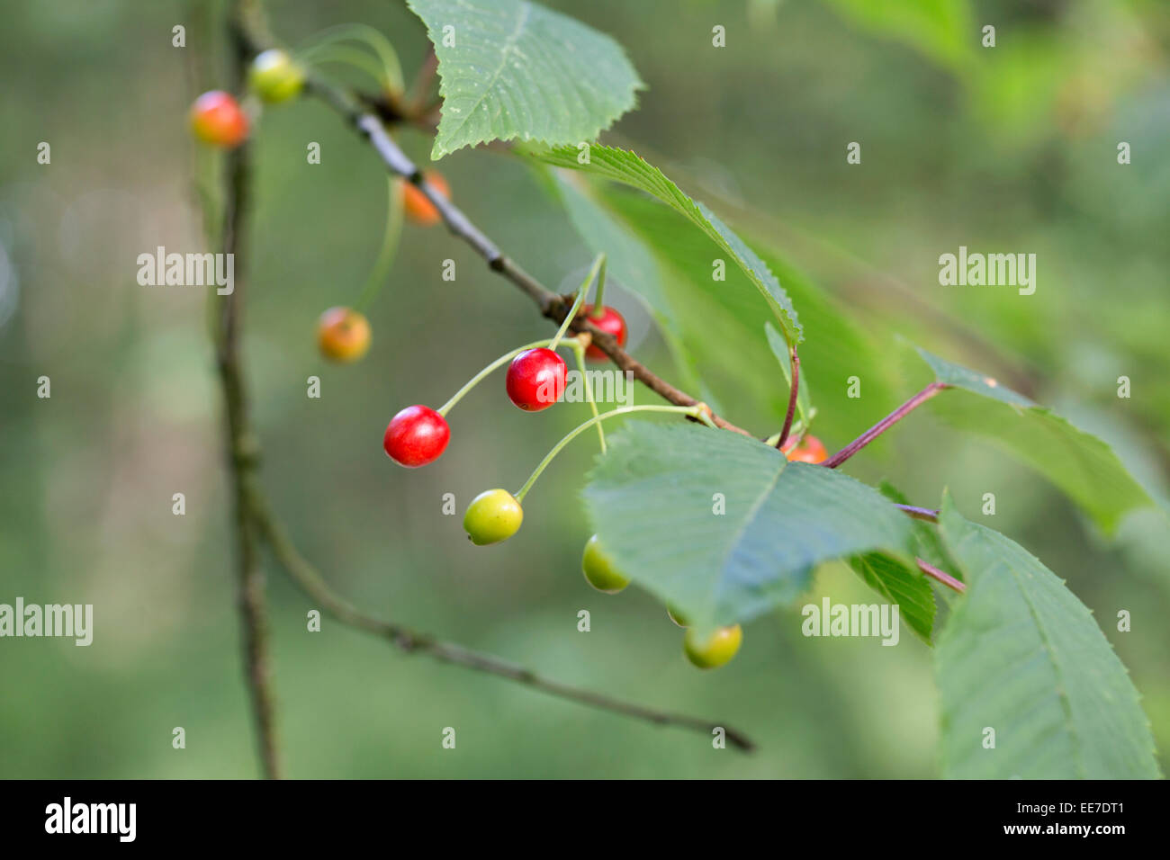 Bird cherry tree hi-res stock photography and images - Alamy