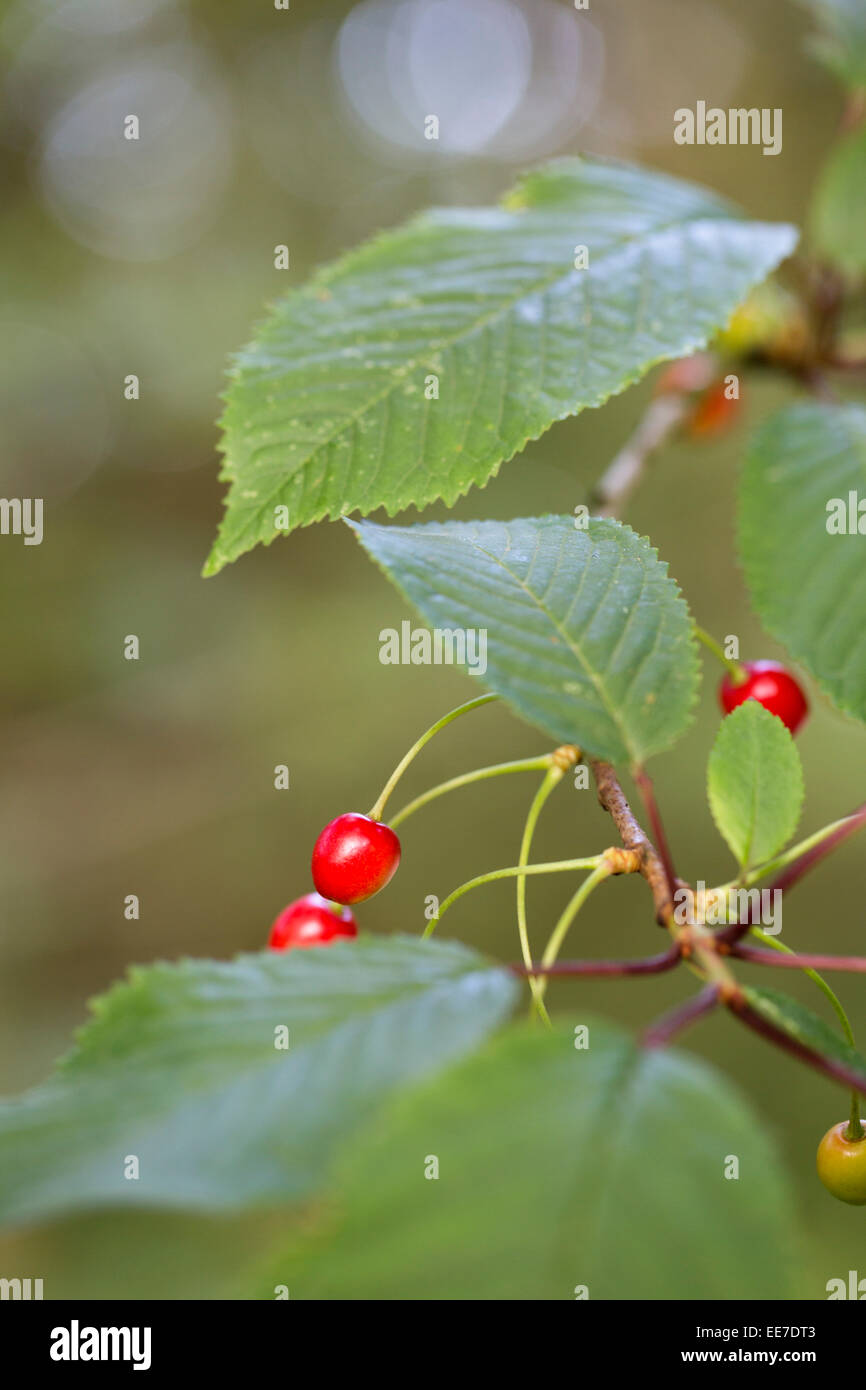 Bird cherry tree hi-res stock photography and images - Alamy