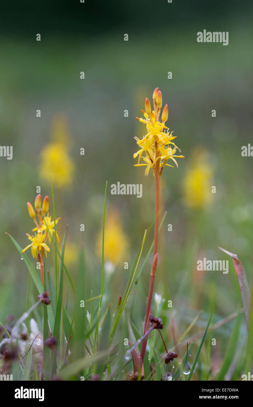 Bog Asphodel; Narthecium ossifagum; Flower; Summer; UK Stock Photo - Alamy