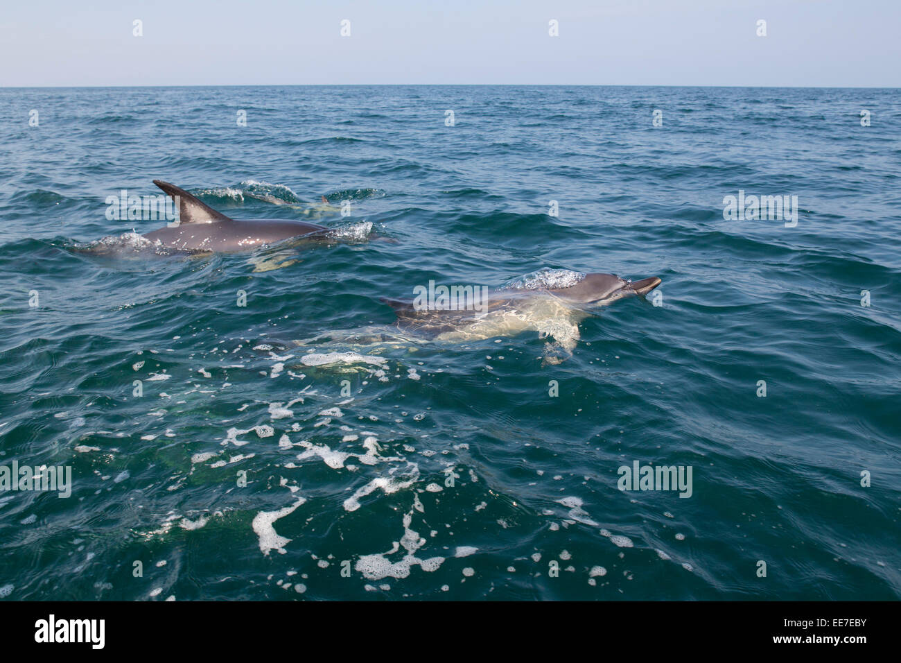 Common Dolphin; Delphinus delphis; Summer; Cornwall; UK Stock Photo - Alamy