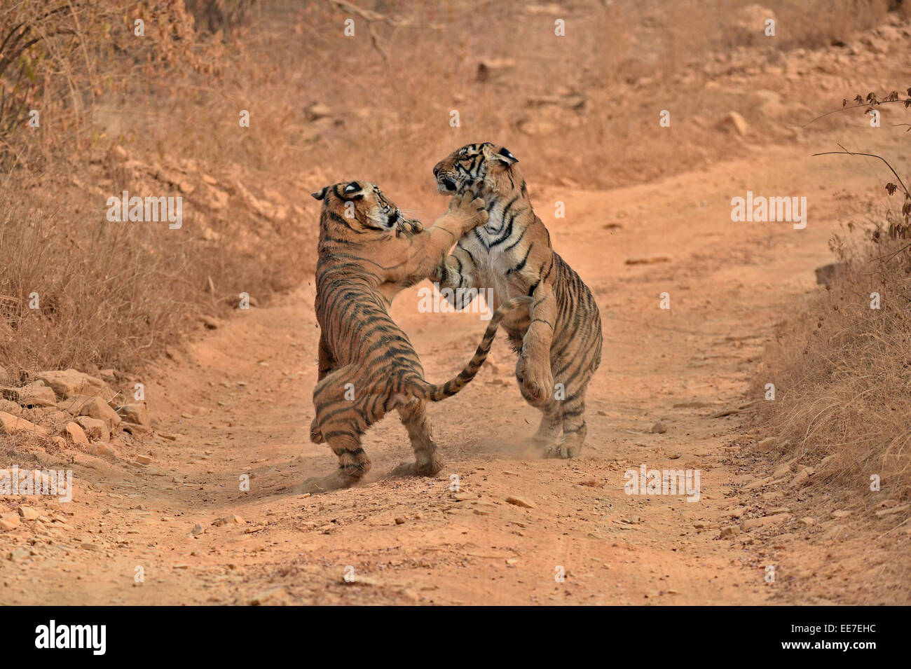 Young Indian Tiger cubs play fighting on a dusty forest track in ...