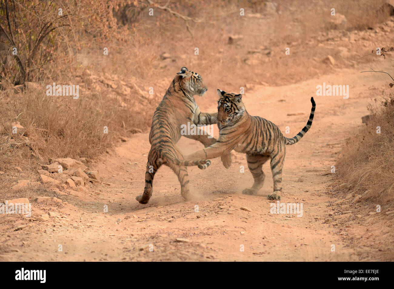 Young Indian Tiger cubs play fighting on a dusty forest track in ...