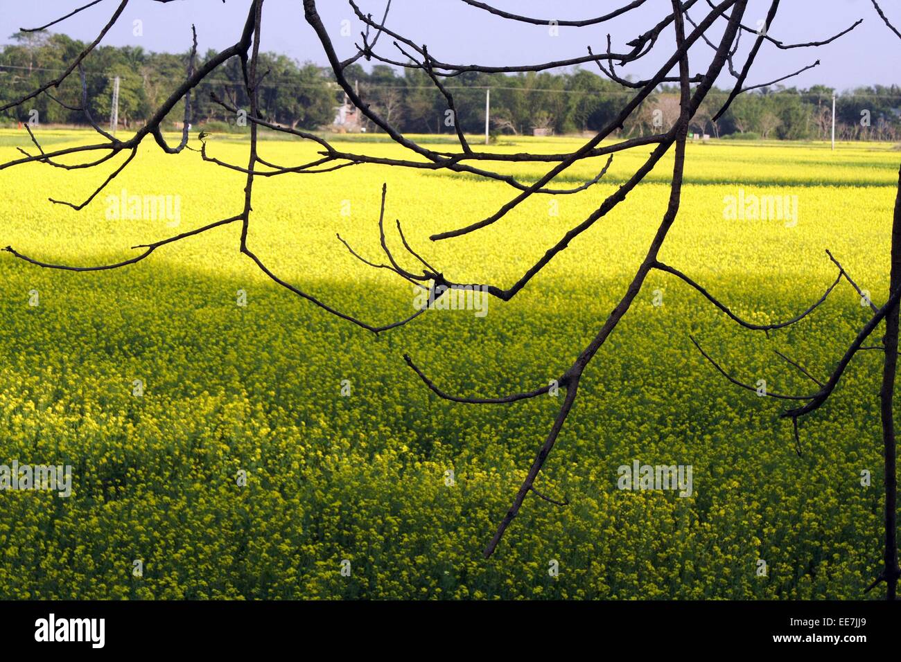 Bangladeshi village landscape hi-res stock photography and images - Alamy