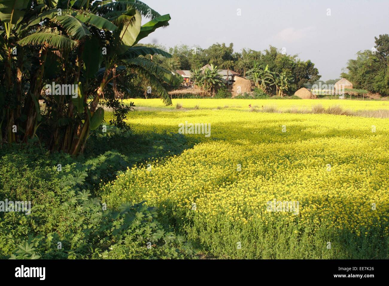 Bangladeshi village landscape hi-res stock photography and images - Alamy
