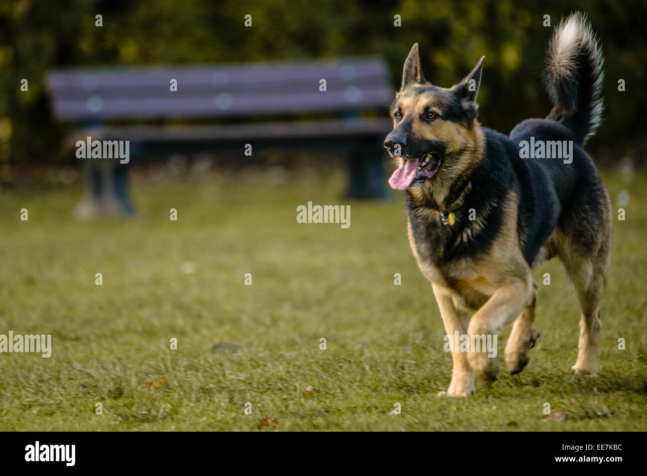 Pastoral dogs hi-res stock photography and images - Alamy