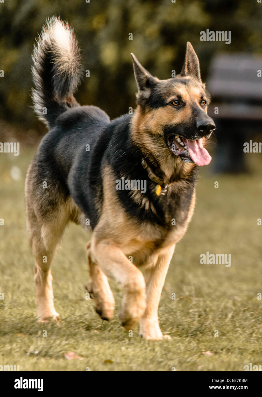 Shepherds enjoy hi-res stock photography and images - Alamy