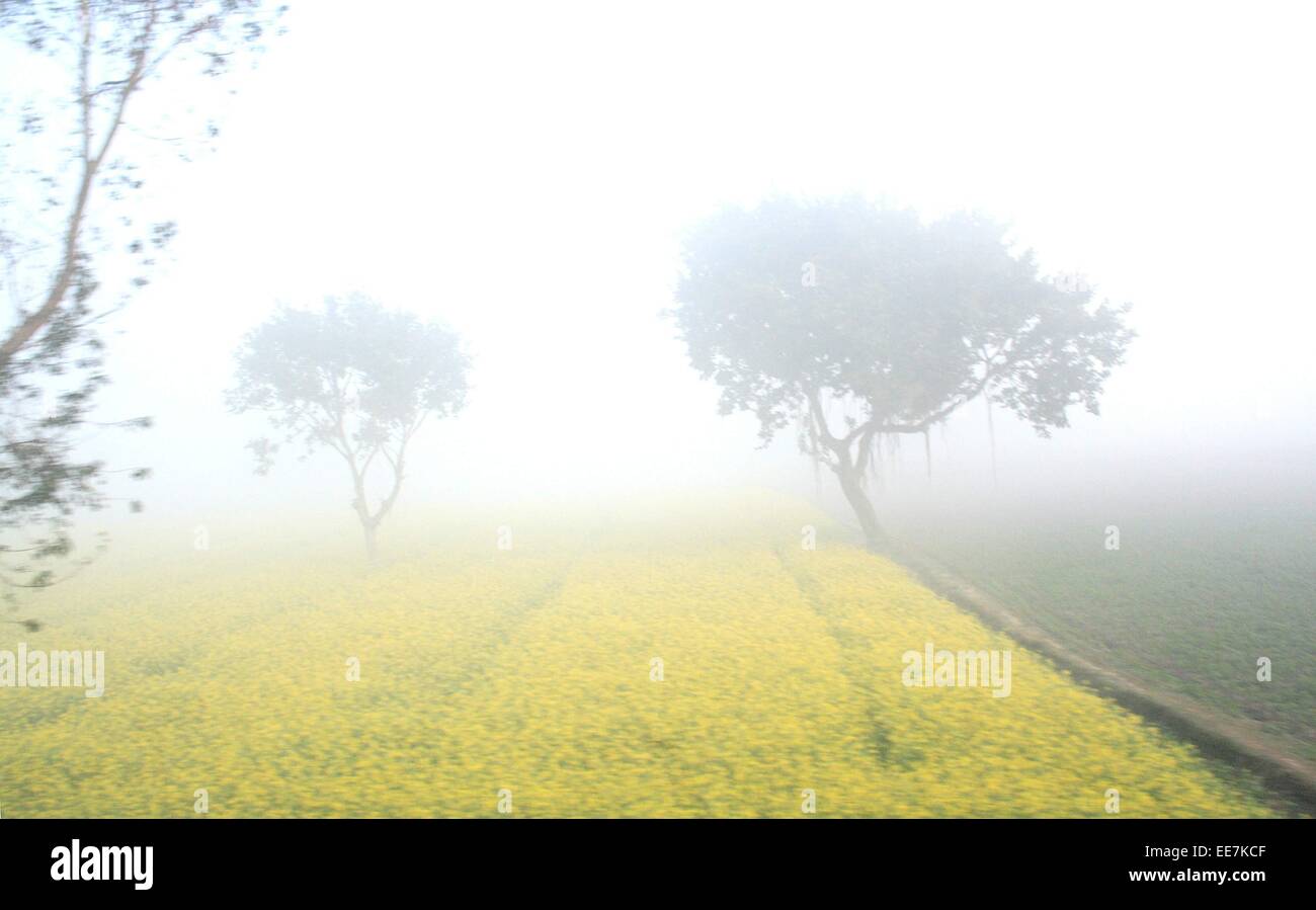 Bangladesh 2015. A mustard field at savar in Dhaka Stock Photo - Alamy