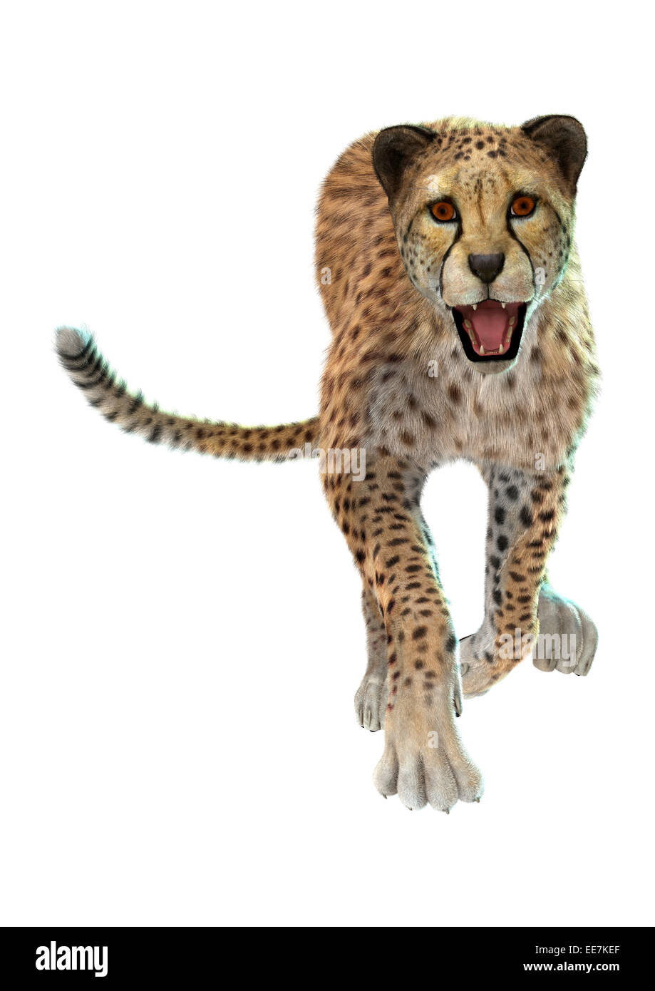 3D digital render of a cheetah isolated on white background Stock Photo ...