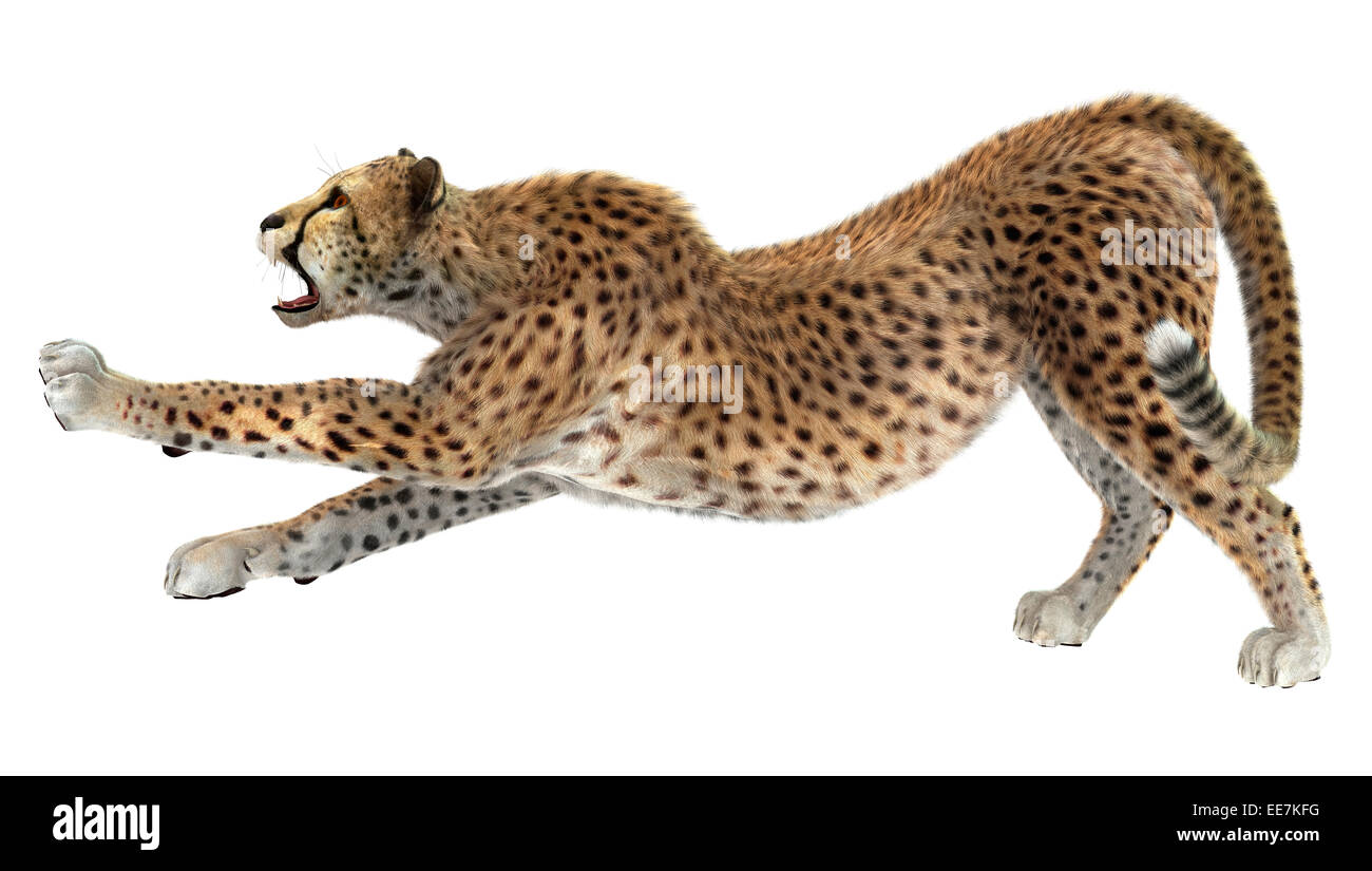 3D digital render of a cheetah isolated on white background Stock Photo ...
