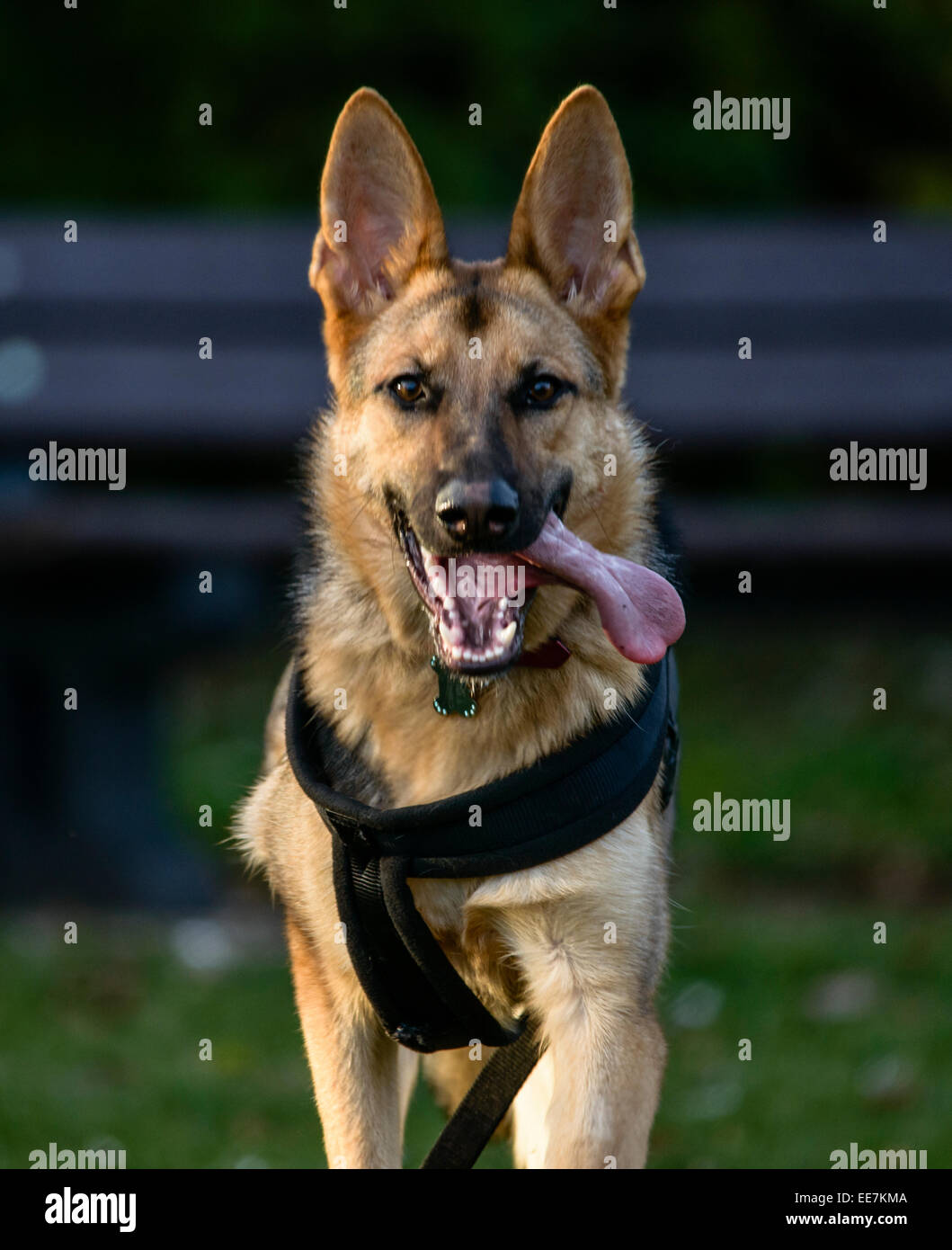 Mishka dog hi-res stock photography and images - Alamy