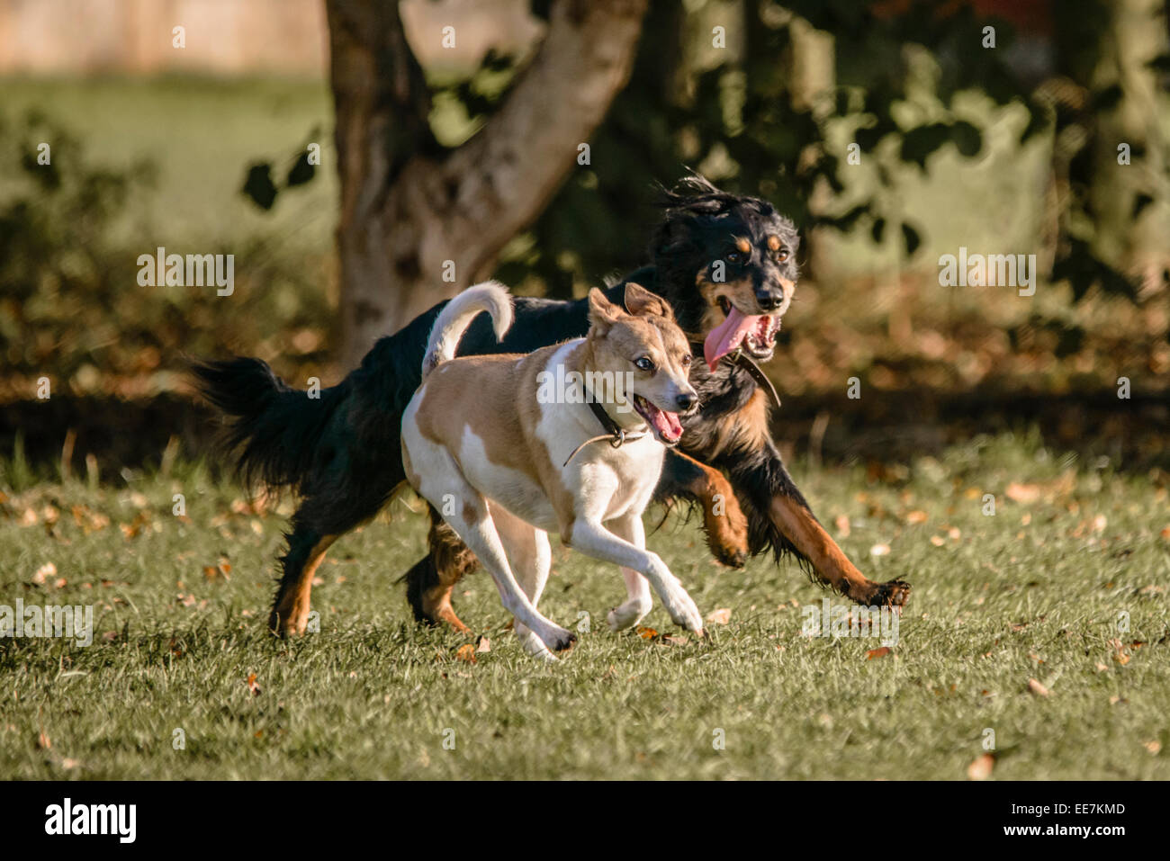 Saluki Collie Cross and terrier cross running Stock Photo - Alamy