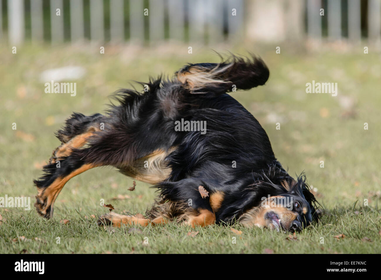 Saluki Collie Cross Stock Photo - Alamy