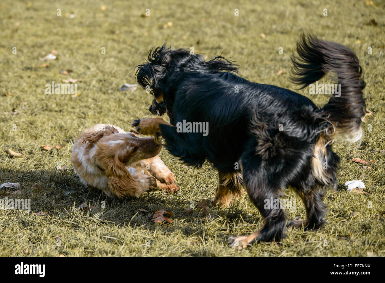 Cocker Spaniel Cross Stock Photos & Cocker Spaniel Cross Stock Images ...