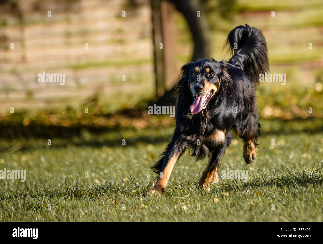 Black Saluki Mix Saluki Breed: Characteristics, Care & Photos | Chewy