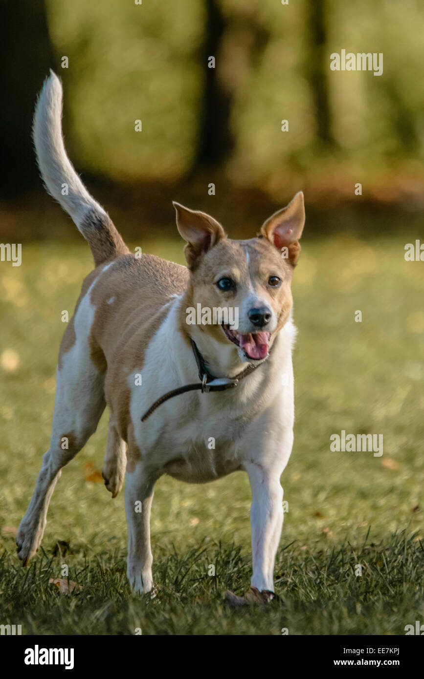 Terrier cross hi-res stock photography and images - Alamy