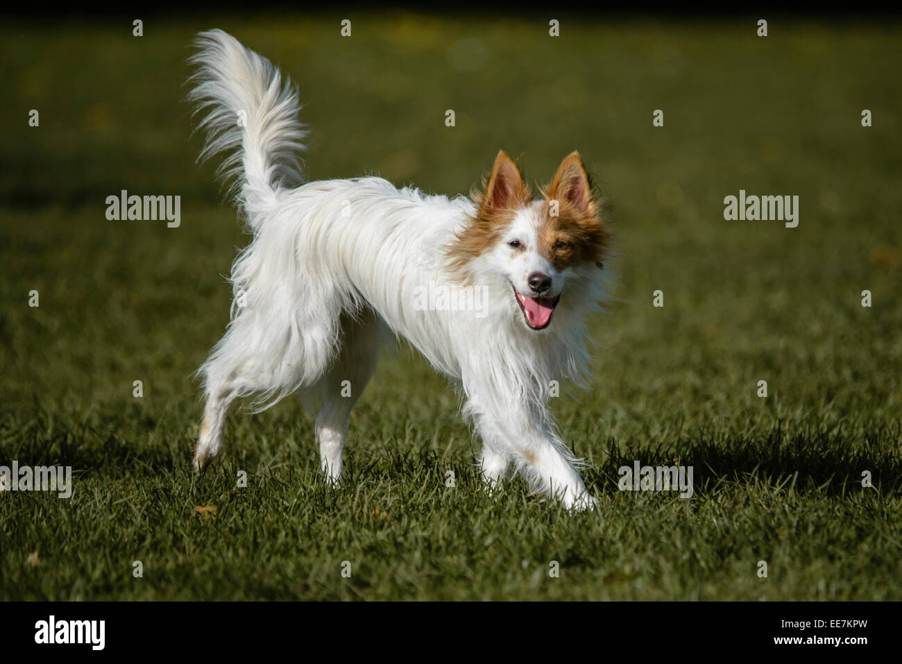 West Highland White Jack Russel Cross Stock Photo - Alamy