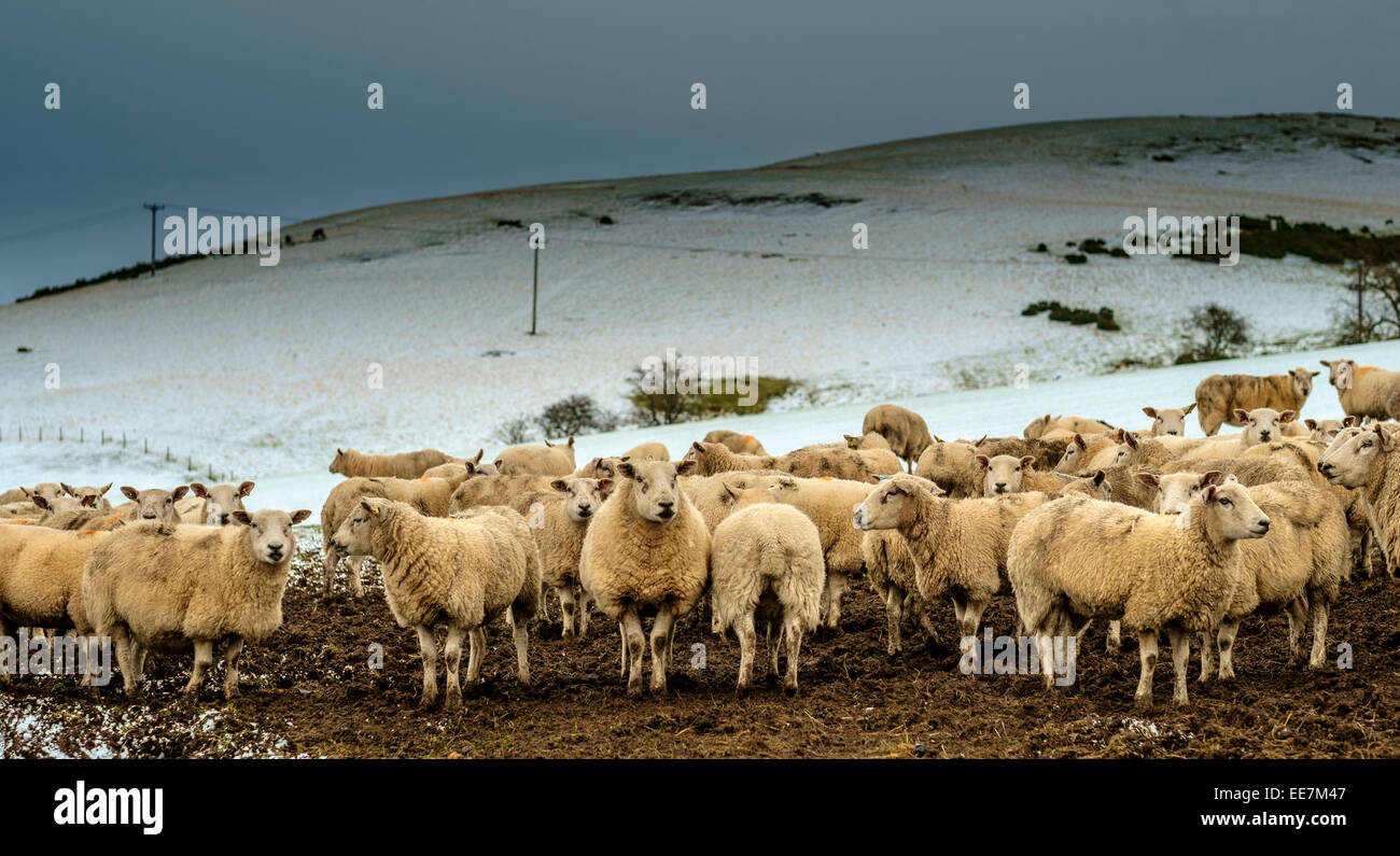 Hay bale snow sheep hi-res stock photography and images - Alamy