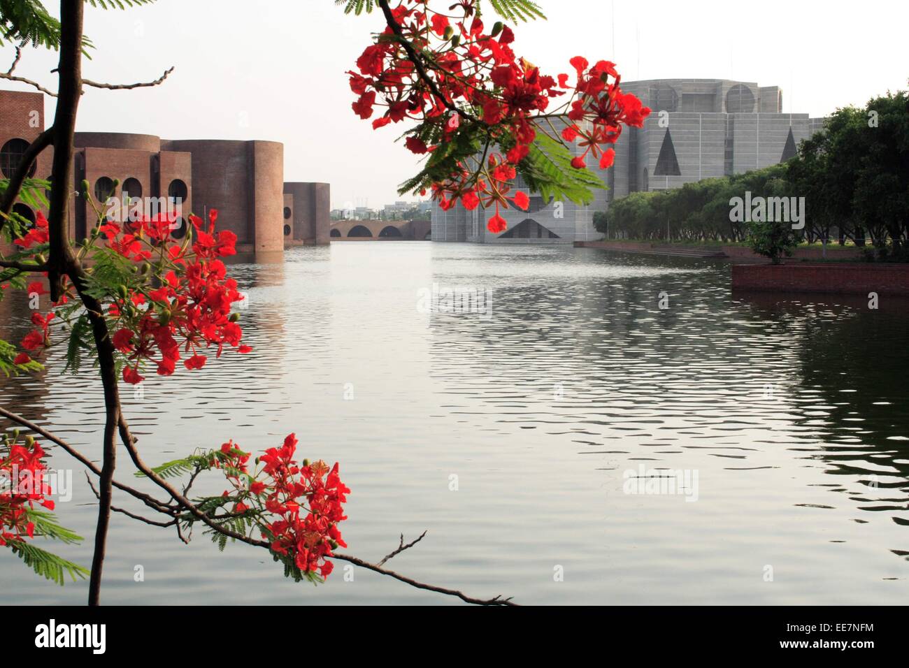 krishnachura flowers lining the grounds at Jatiyo Sangsad Bhaban or ...