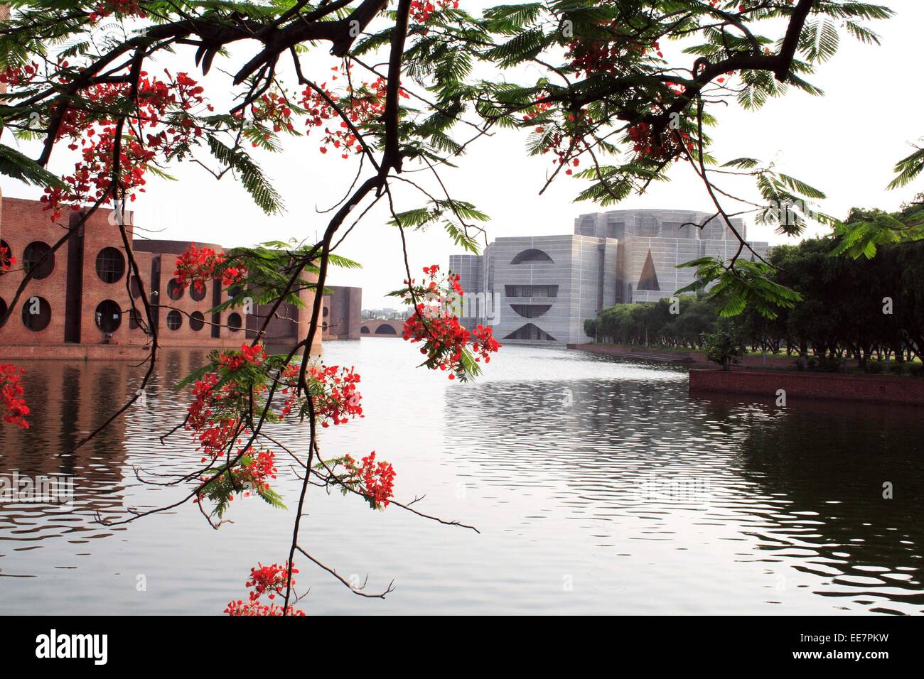 krishnachura flowers lining the grounds at Jatiyo Sangsad Bhaban or ...
