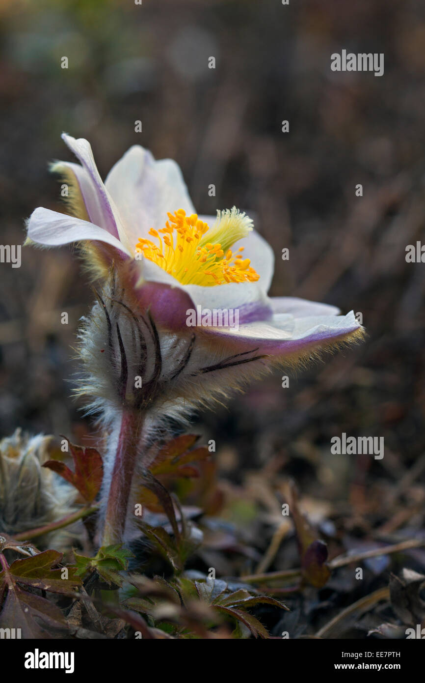 Spring pasqueflower / arctic violet / lady of the snows / spring ...