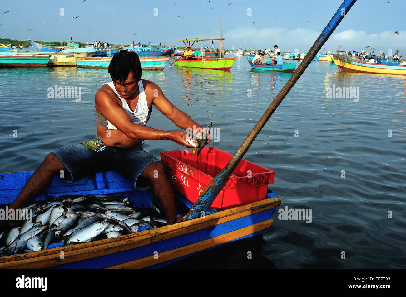 Machete fish - Port in PUERTO PIZARRO. Department of Tumbes .PERU Stock ...