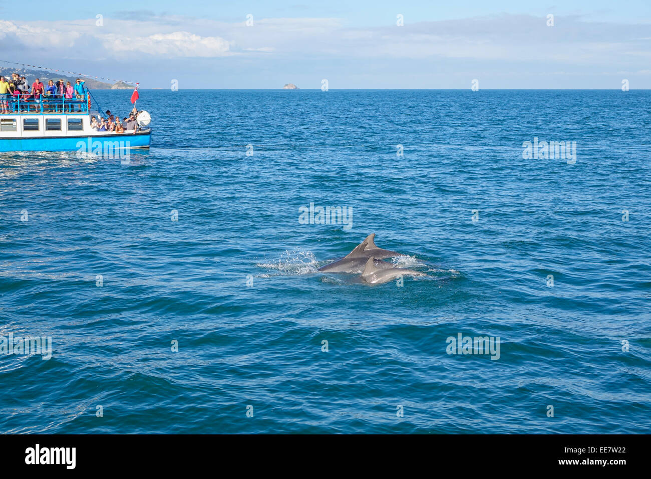 Dolphins devon england hi-res stock photography and images - Alamy