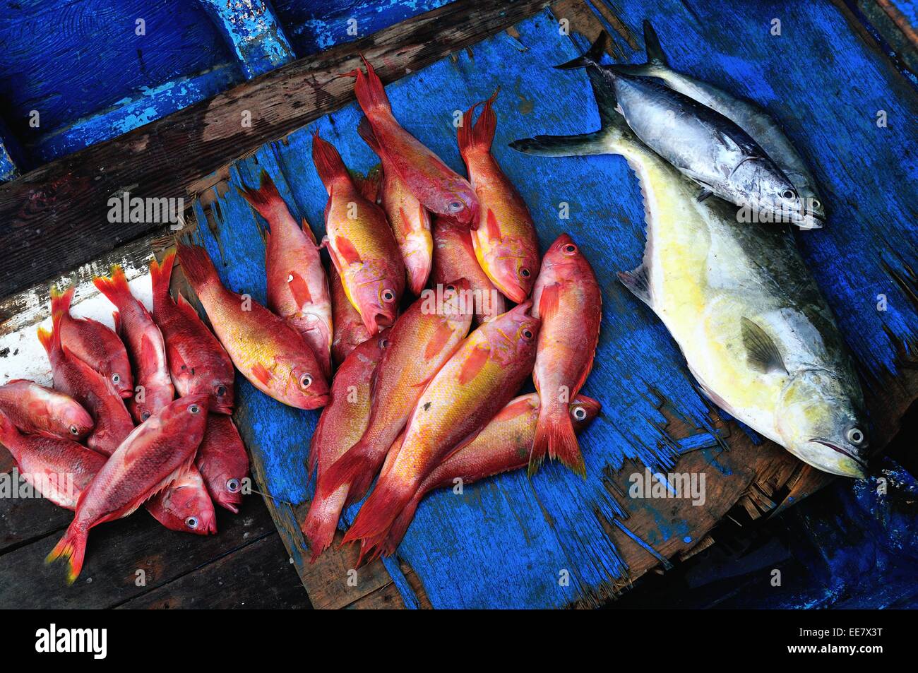 Gallo Gallos High Resolution Stock Photography and Images - Alamy