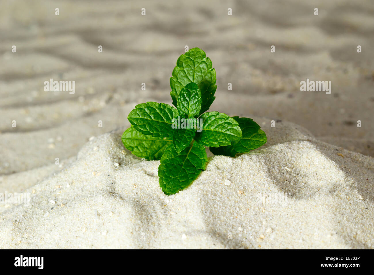 Fresh mint leaves in the sand Stock Photo - Alamy