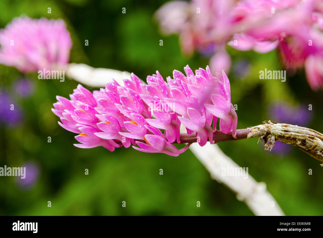 Toothbrush tree hi-res stock photography and images - Alamy