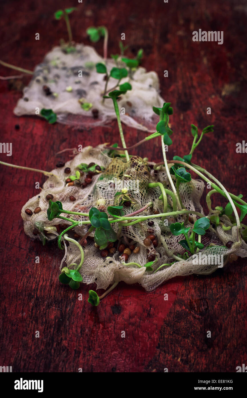 germinated spring planting the sprouts of agricultural plants Stock ...