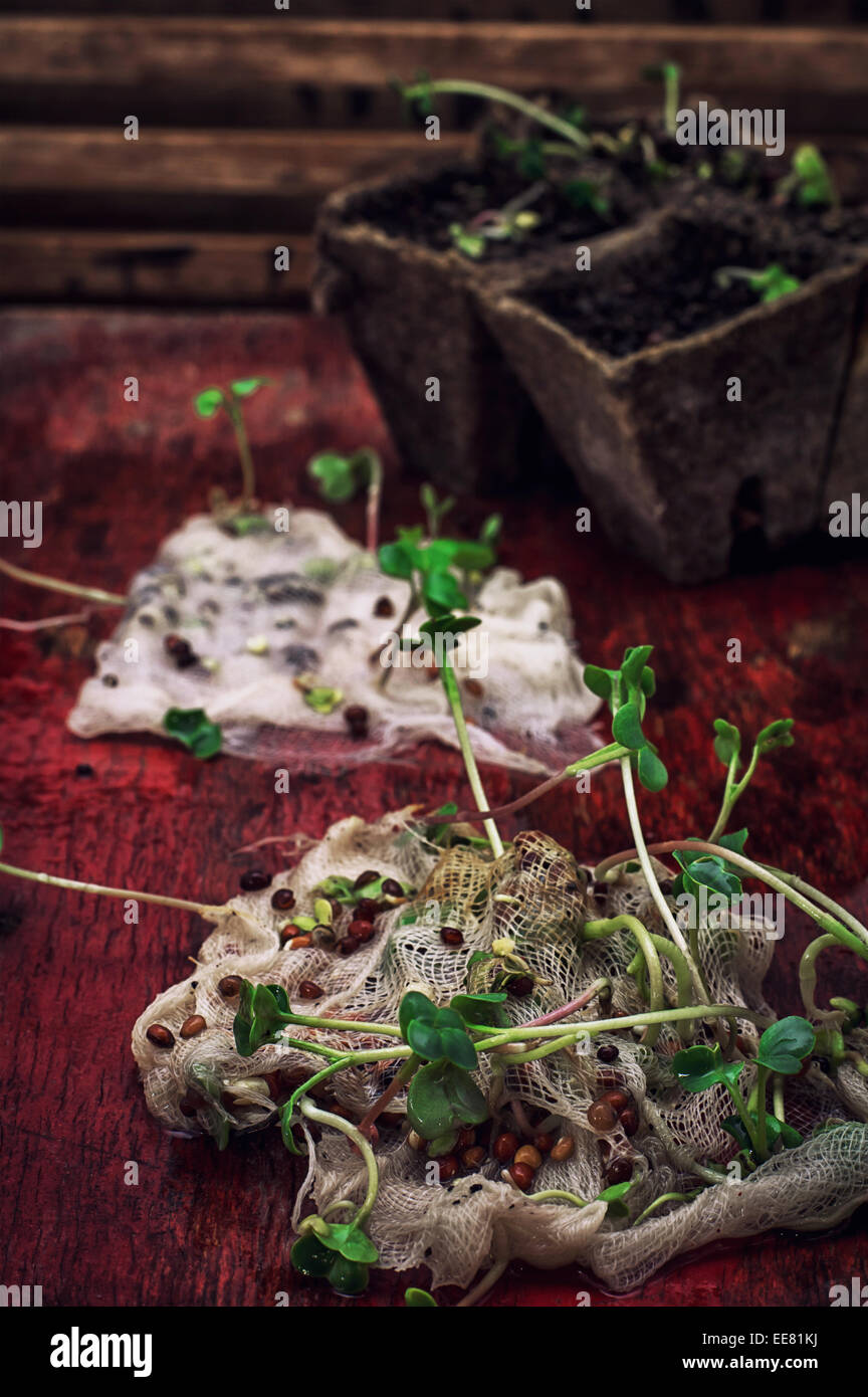 germinated spring planting the sprouts of agricultural plants Stock ...