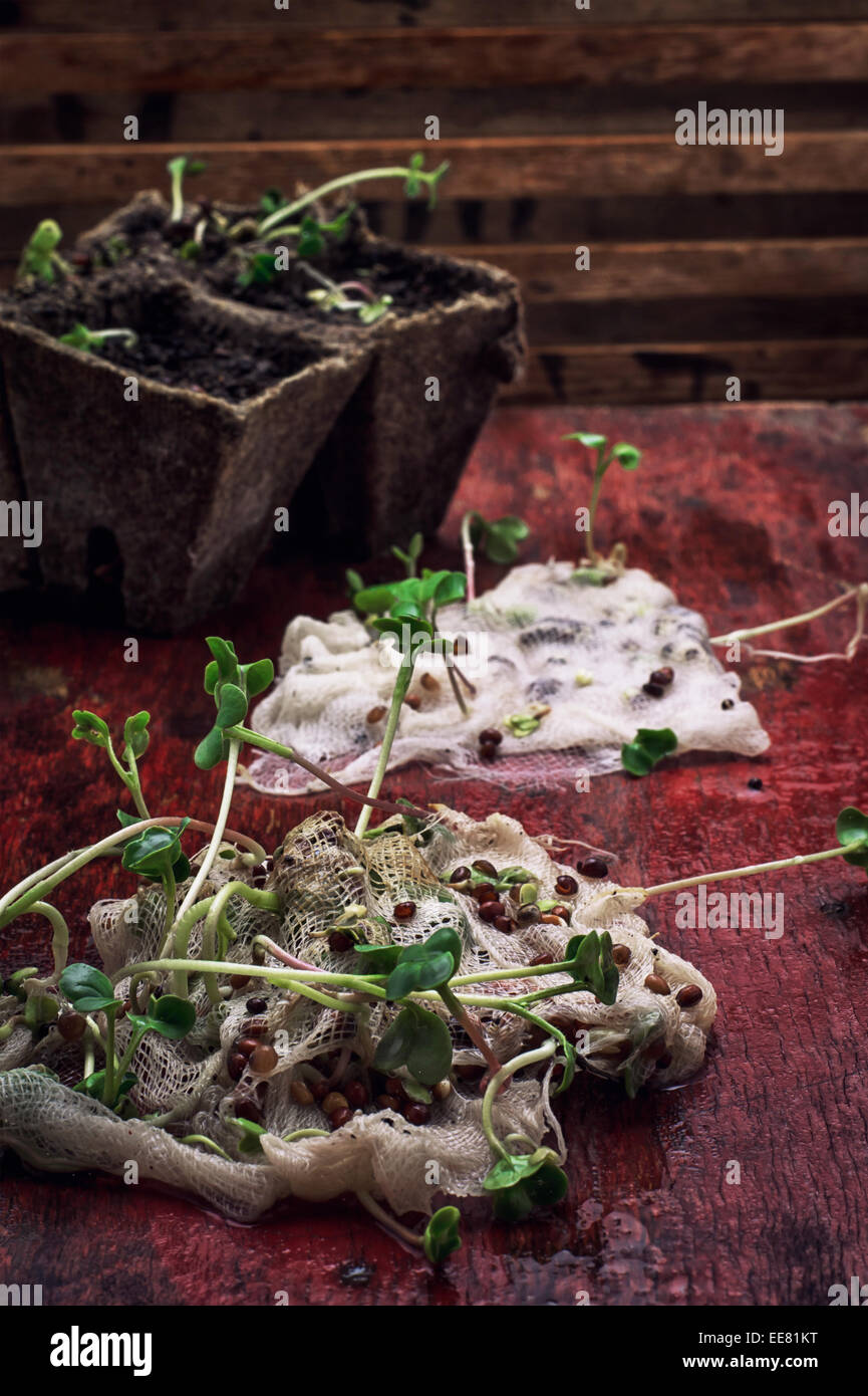 germinated spring planting the sprouts of agricultural plants Stock ...