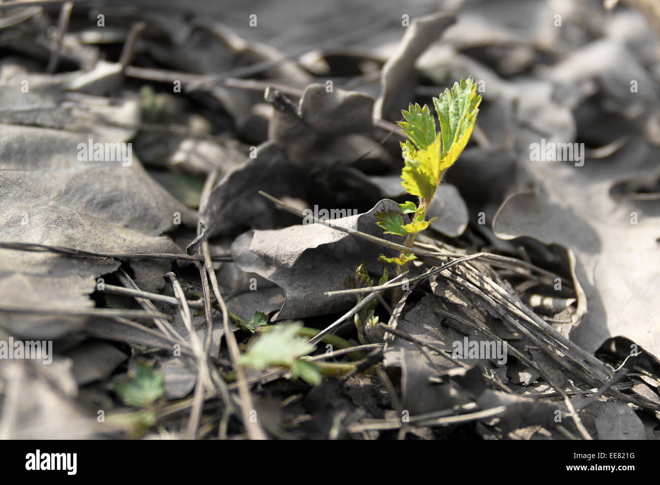 Grass land forest hi-res stock photography and images - Alamy