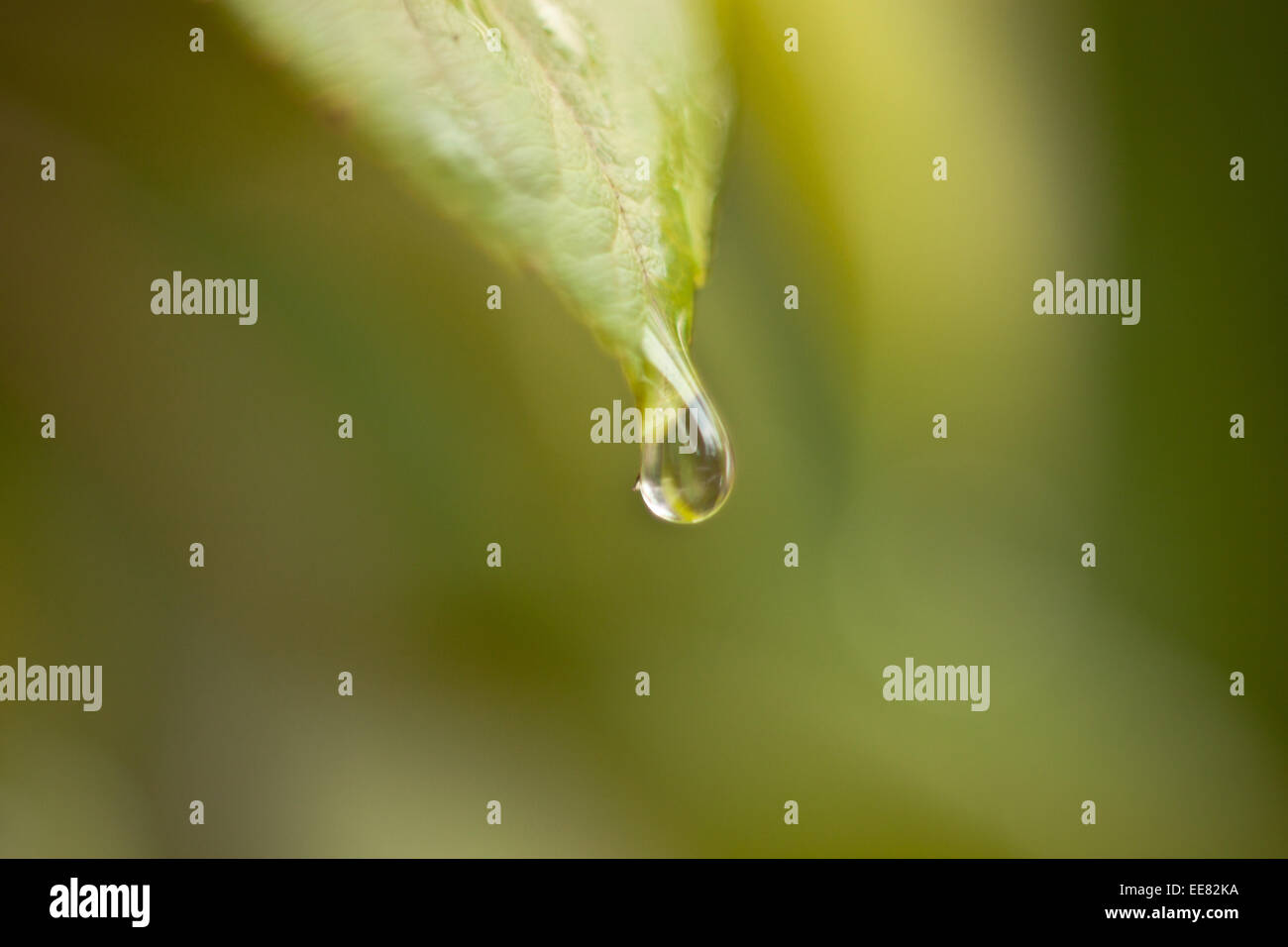 water drop shine in sun light Stock Photo - Alamy