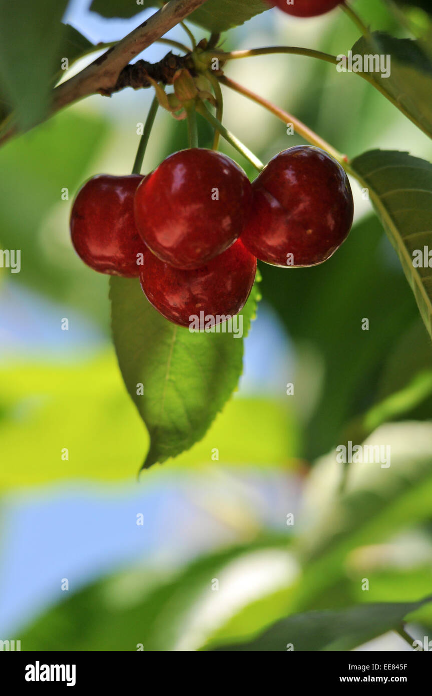 Cherry merchant hi-res stock photography and images - Alamy