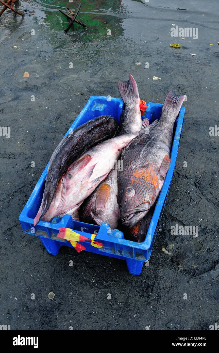 Perela fish - Port in PUERTO PIZARRO. Department of Tumbes .PERU Stock ...