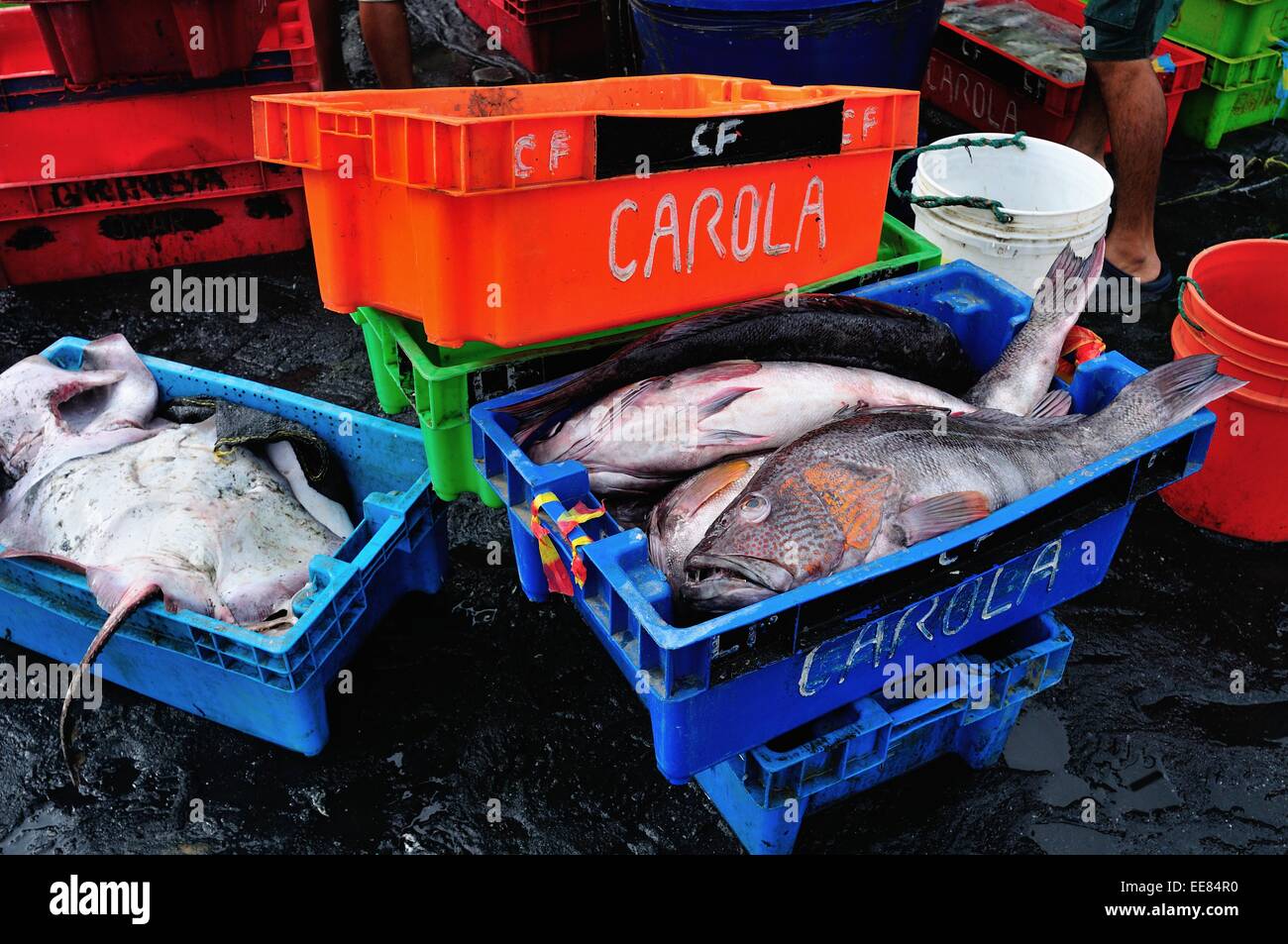 Perela fish - Port in PUERTO PIZARRO. Department of Tumbes .PERU Stock ...