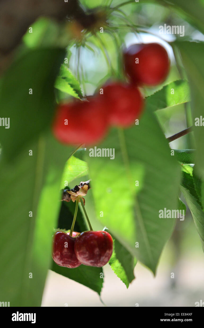 Cherry merchant hi-res stock photography and images - Alamy
