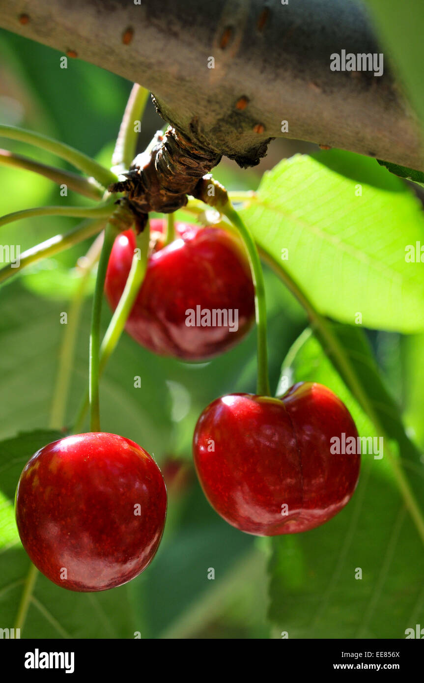 Cherry merchant hi-res stock photography and images - Alamy
