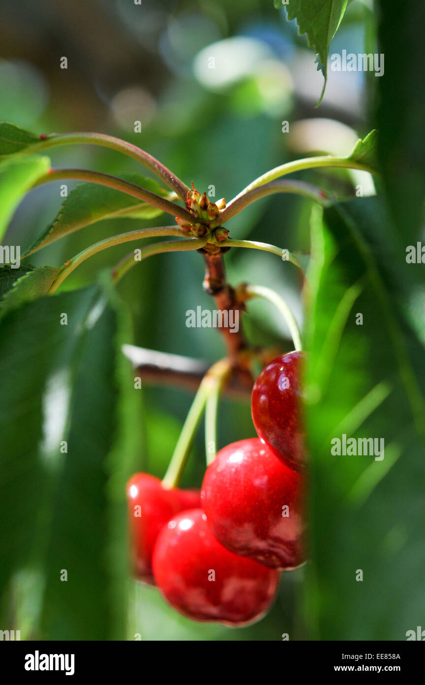 Cherry merchant hi-res stock photography and images - Alamy